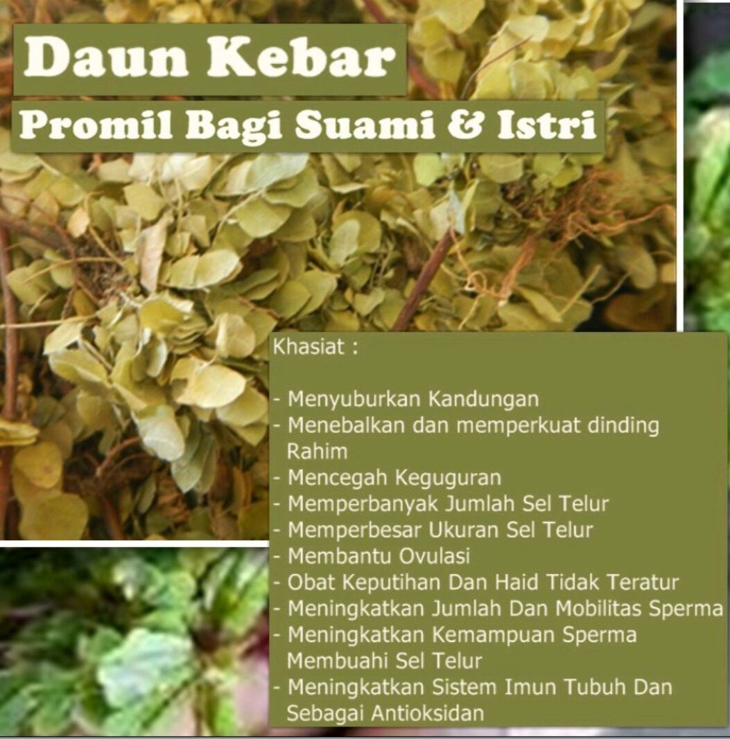 RUMPUT KEBAR PAPUA | ORIGINAL | Lazada Indonesia