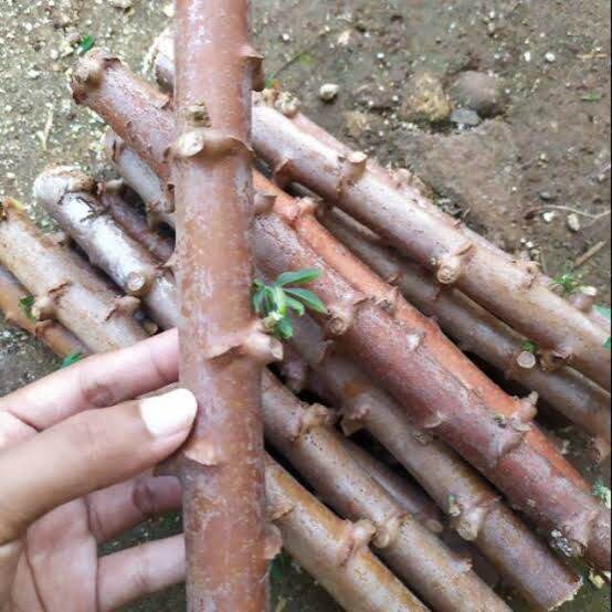 Batang Pohon Singkong Mentega / Singkong Kuning paket 15 batang Bibit Batang Singkong Kuning ...