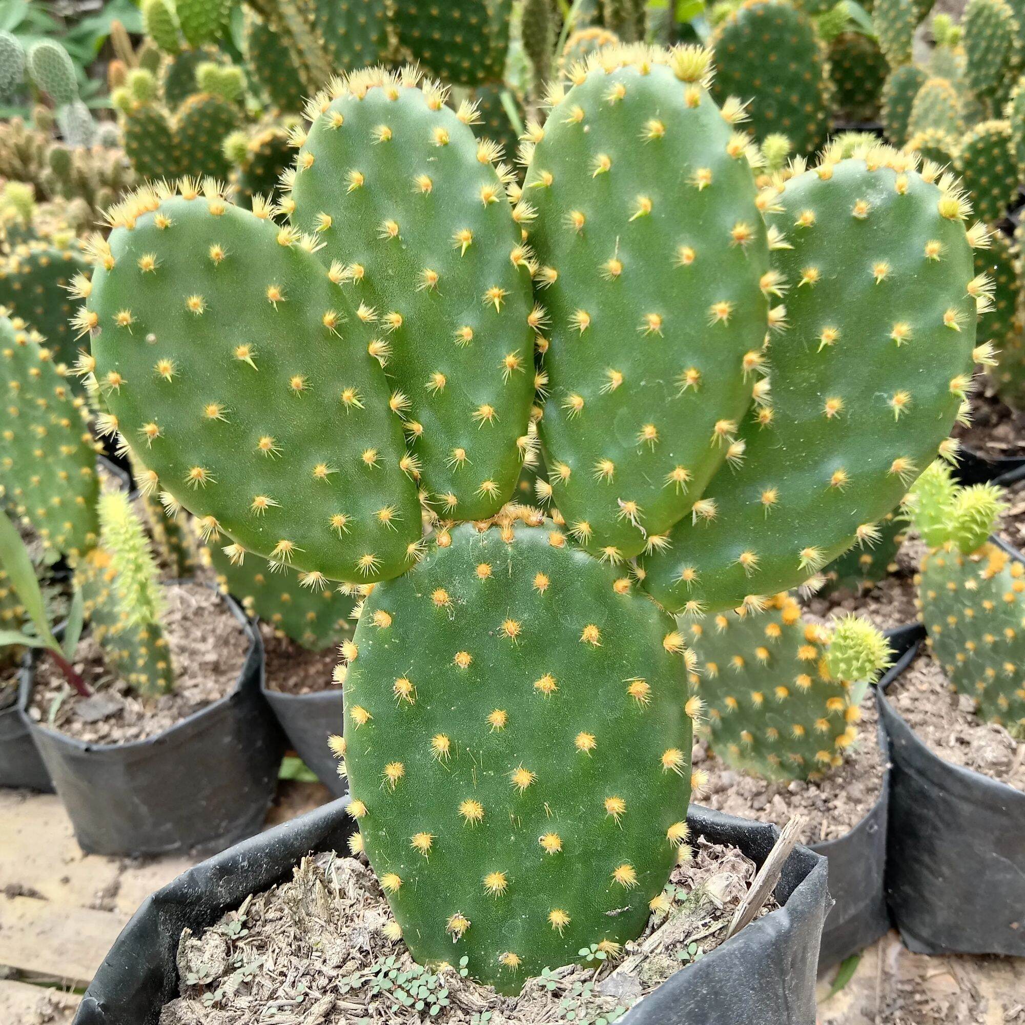 kaktus opuntia kuning/kaktus ownroot/kaktus pasaman | Lazada Indonesia
