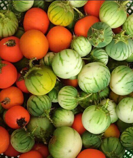 Buah Terong Duri Atau Terong Pari Hutan 250 Gram | Lazada Indonesia