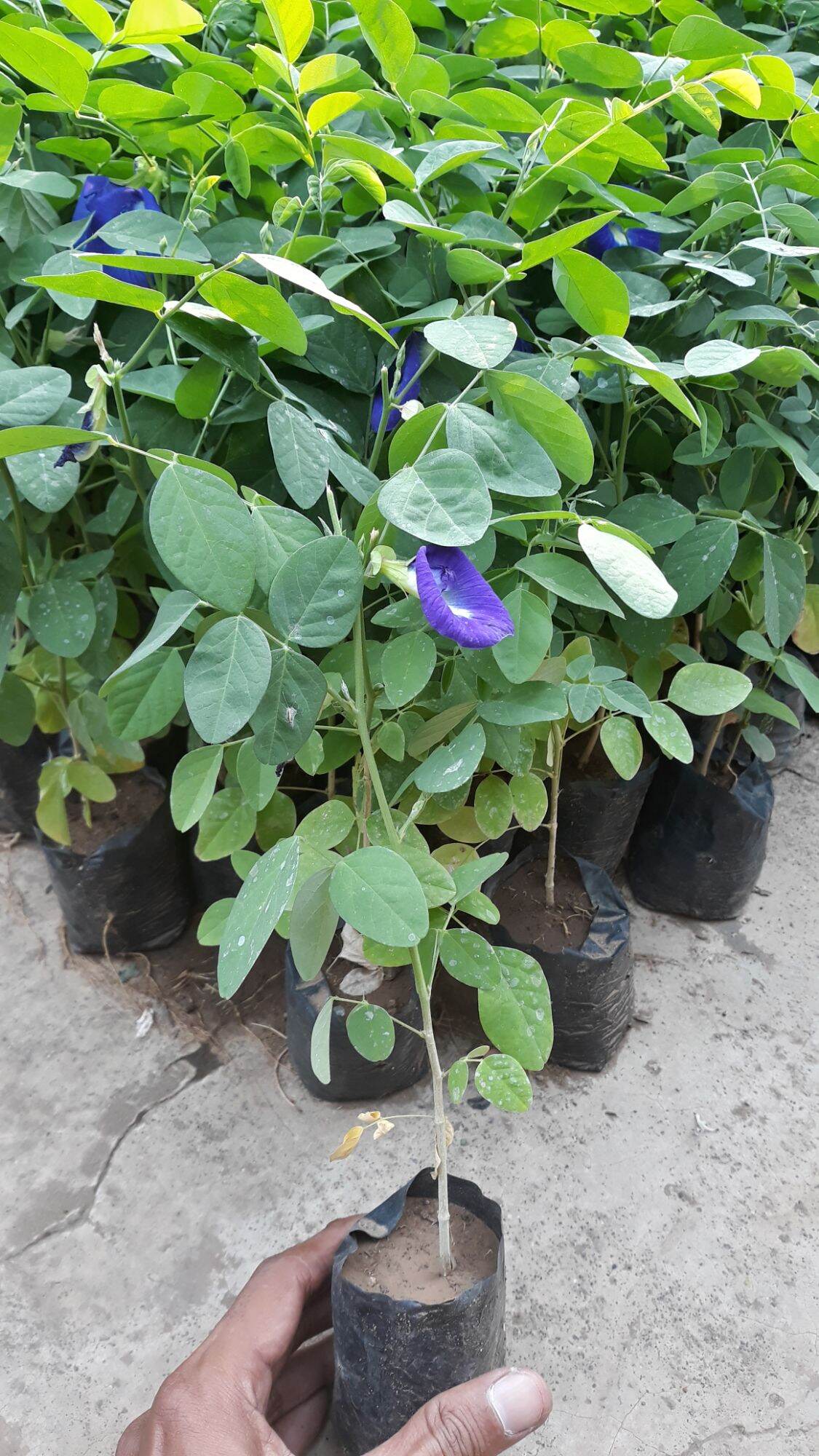 bunga telang teleng tanaman herbal | Lazada Indonesia