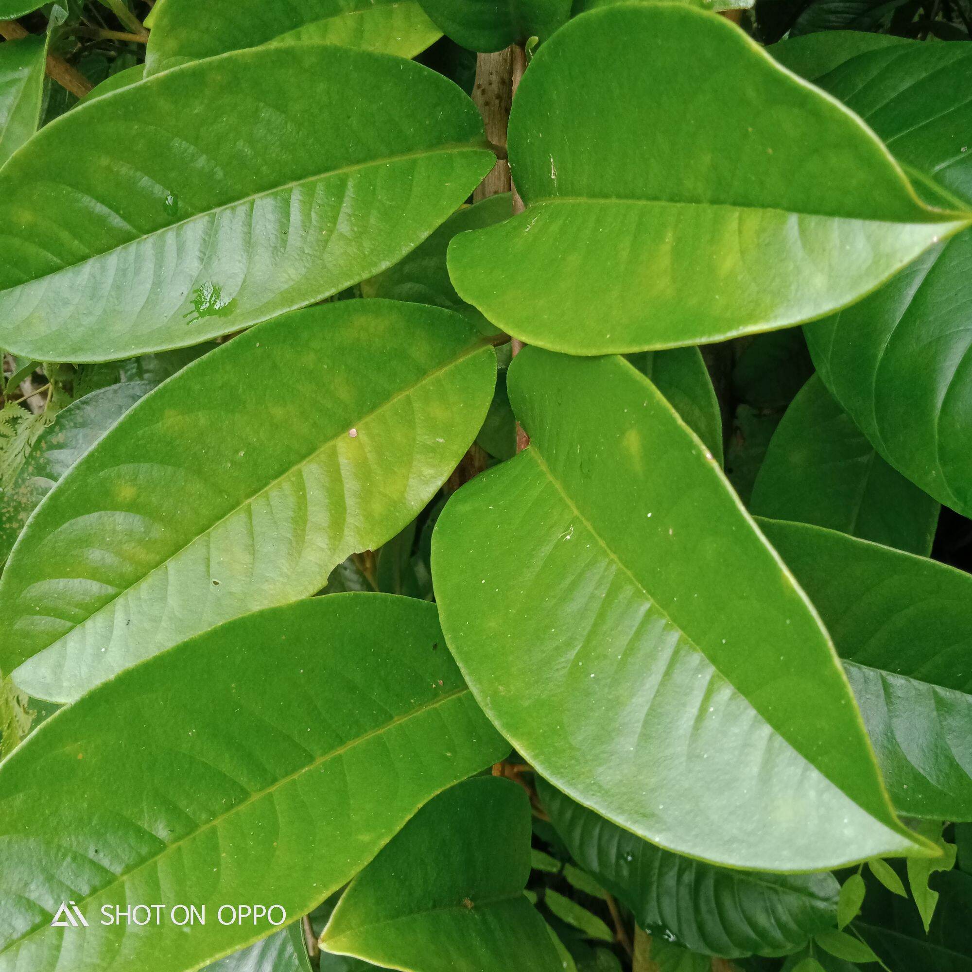 Daun pohon tuba 500grm | Lazada Indonesia