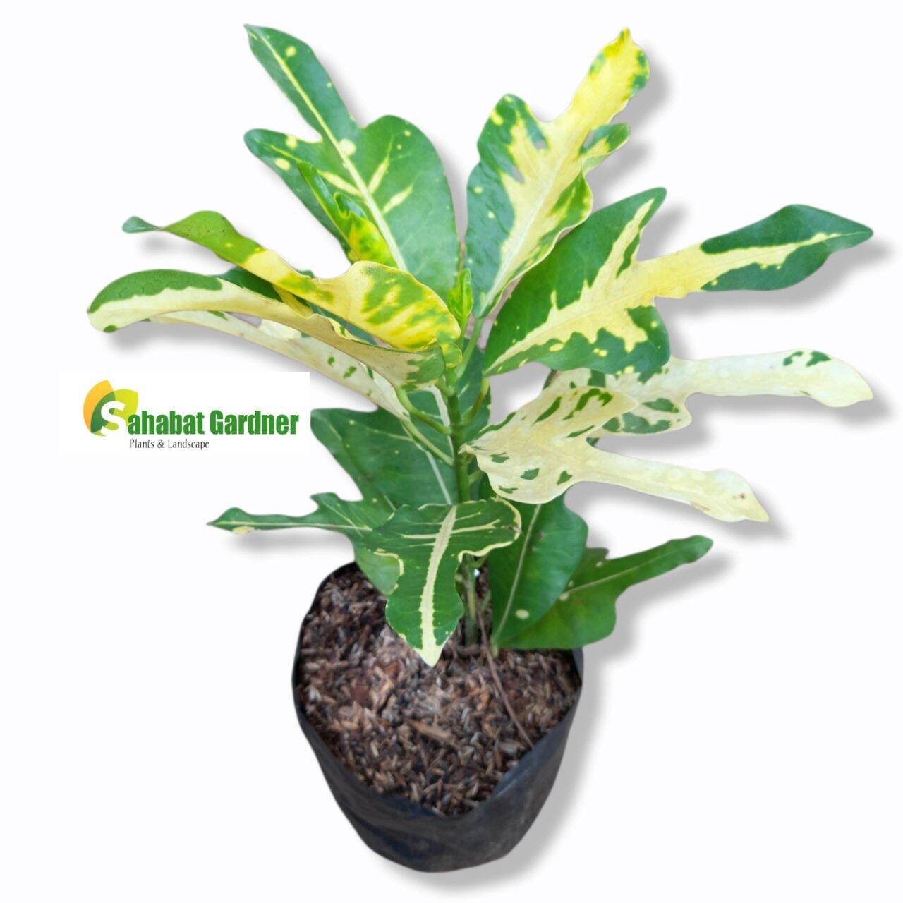 tanaman puring bulan | tanaman hias puring bulan | puring rembulan ...