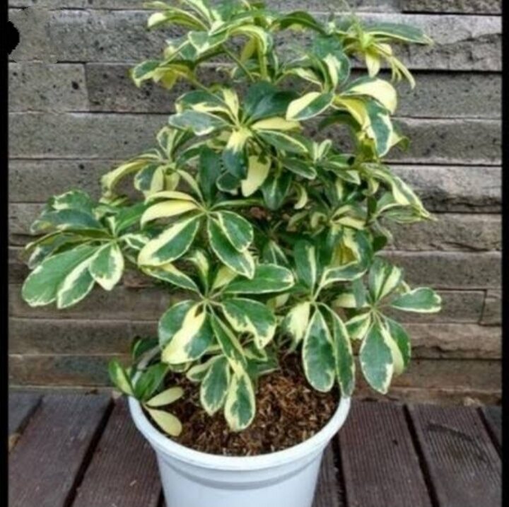 Pohon walisongo variegata | Lazada Indonesia