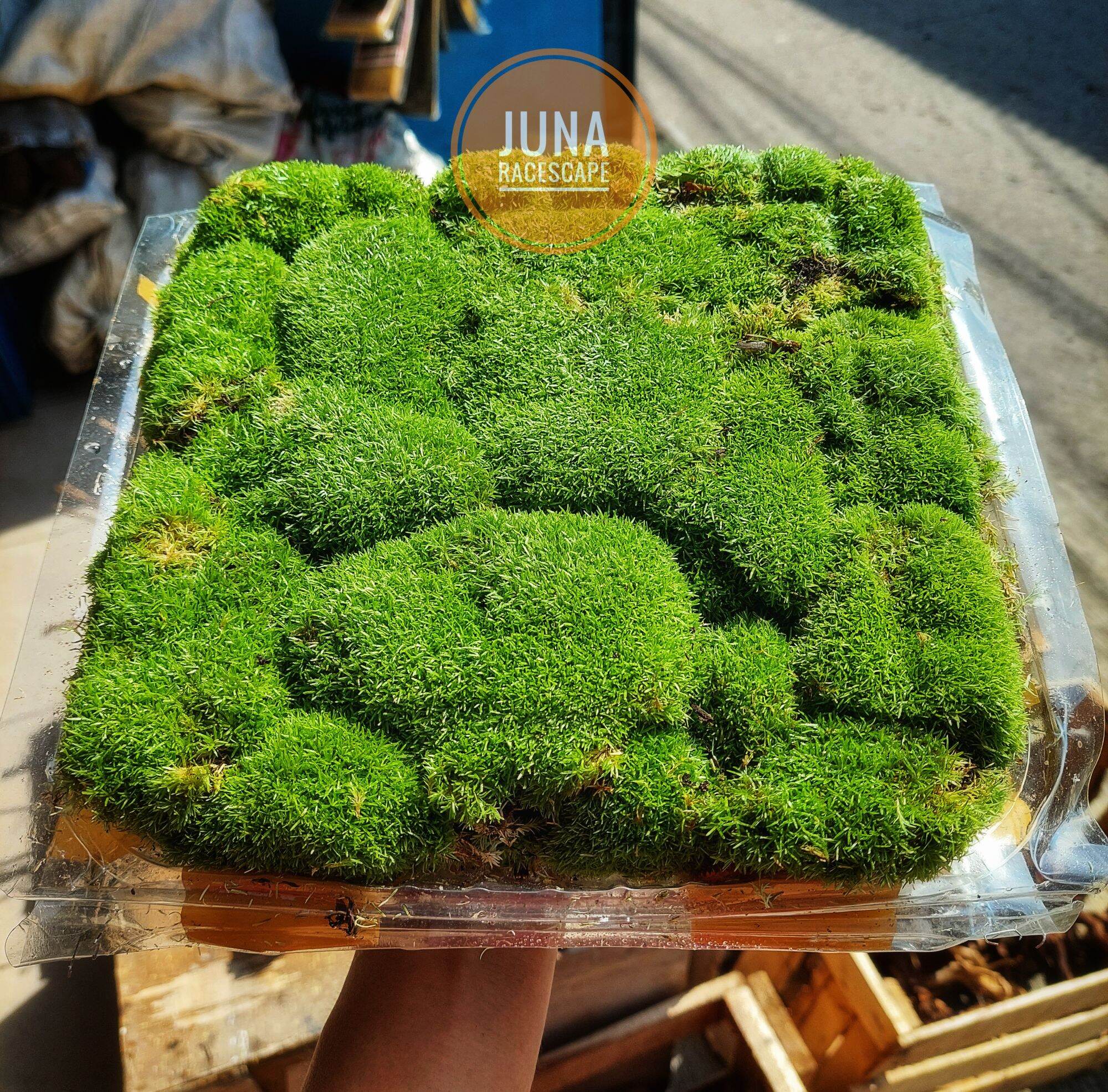 MOSS MUTIARA MOSS DARAT PALUDARIUM TERARIUM RIPARIUM AQUASCAPE | Lazada ...