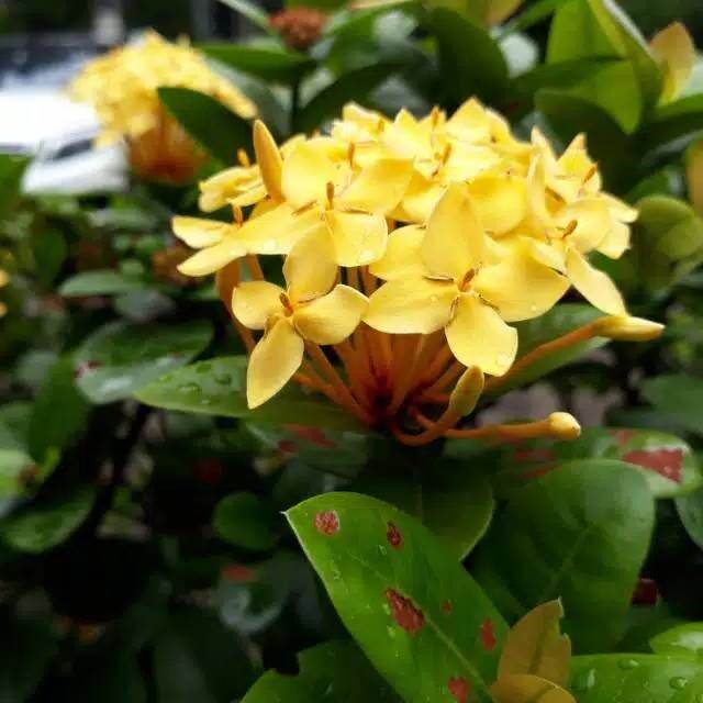 Tanaman hias asoka hawai bunga kuning - tanaman soka kuning | Lazada ...