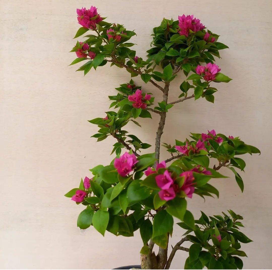 BIBIT TANAMAN HIAS BUGENVIL BUNGA KERTAS BOUGENVILLE SINGAPORE SJ MERAH ...