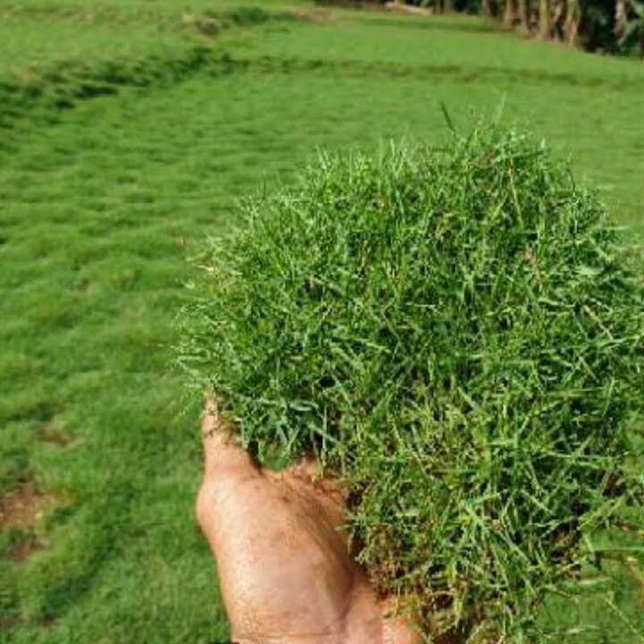 rumput Jepang rumput Peking 1 meter x 1 meter | Lazada Indonesia