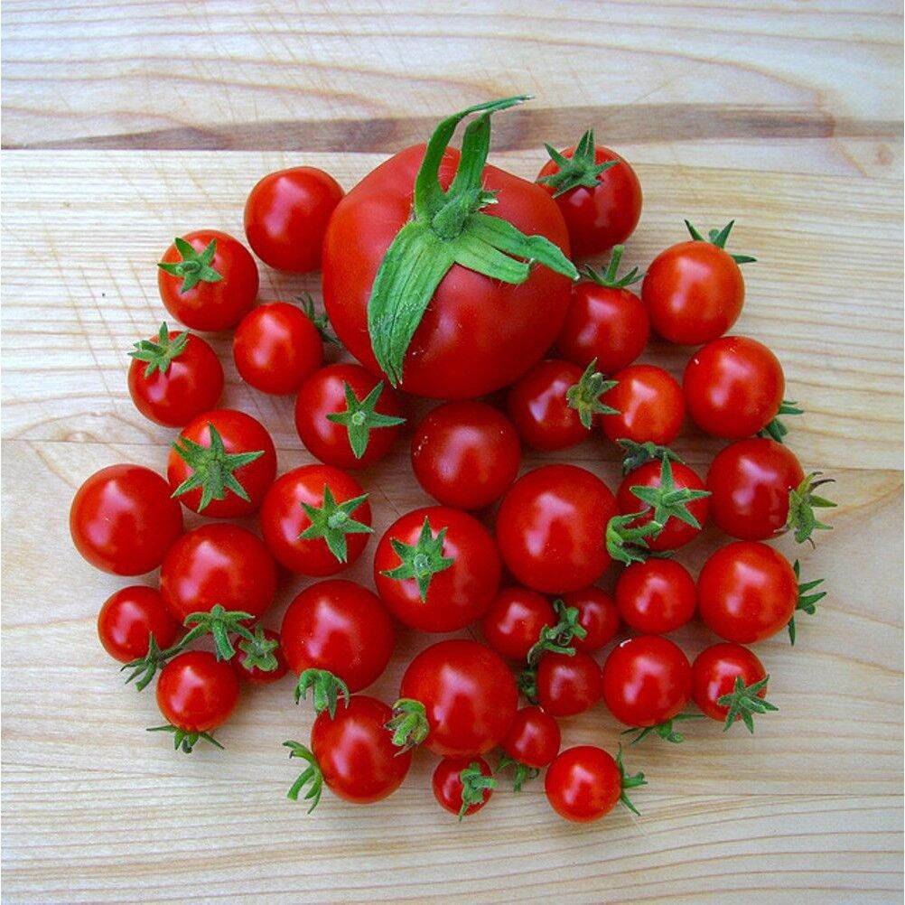 25 BUTIR BIJI/BENIH TOMAT CHERRY MERAH | Lazada Indonesia