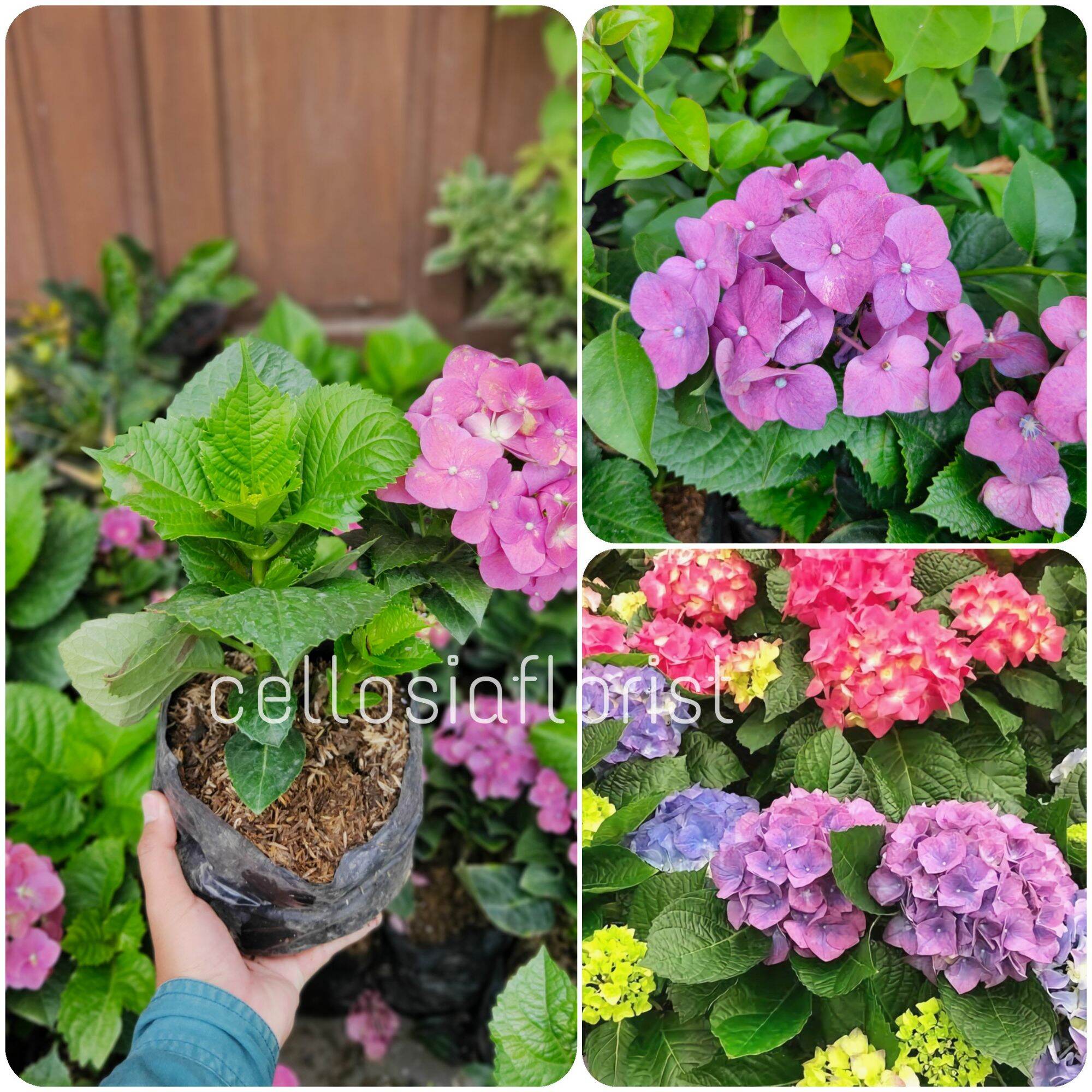 Tanaman Hias Bunga Pancawarna Hortensia / Hydrangea (Sudah Berbunga ...