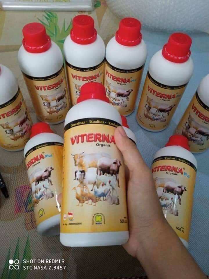 COD VITAMIN SAPI PENGGEMUK SAPI KONSENTRAT SAPI // SAPI GEMUK SAPI ...