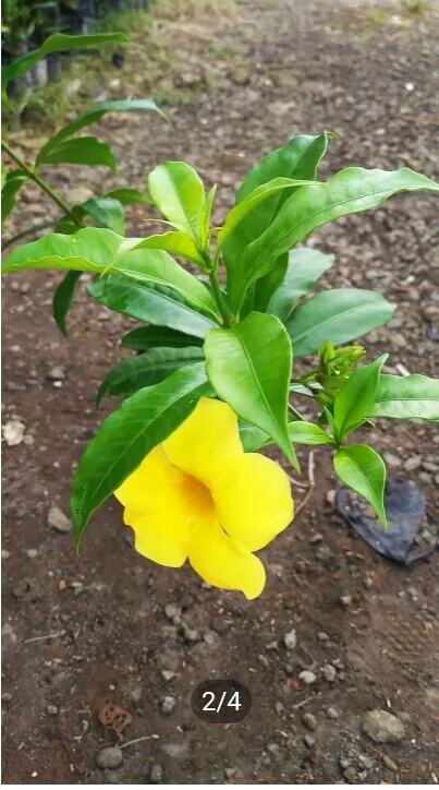 Bibit Tanaman Bunga Alamanda Kuning Pohon Bunga Alamanda Kuning ...