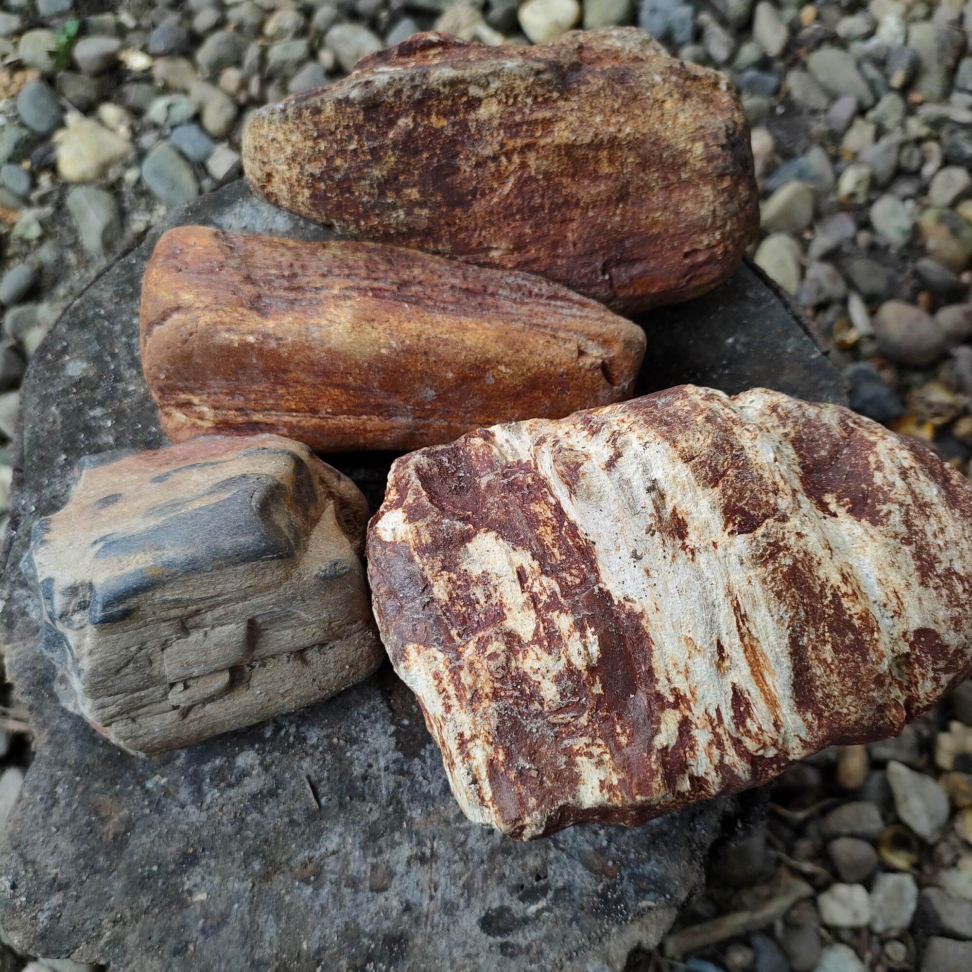 Batu fosil kayu aesthetic untuk dekorasi akuarium aquascape atau taman ...