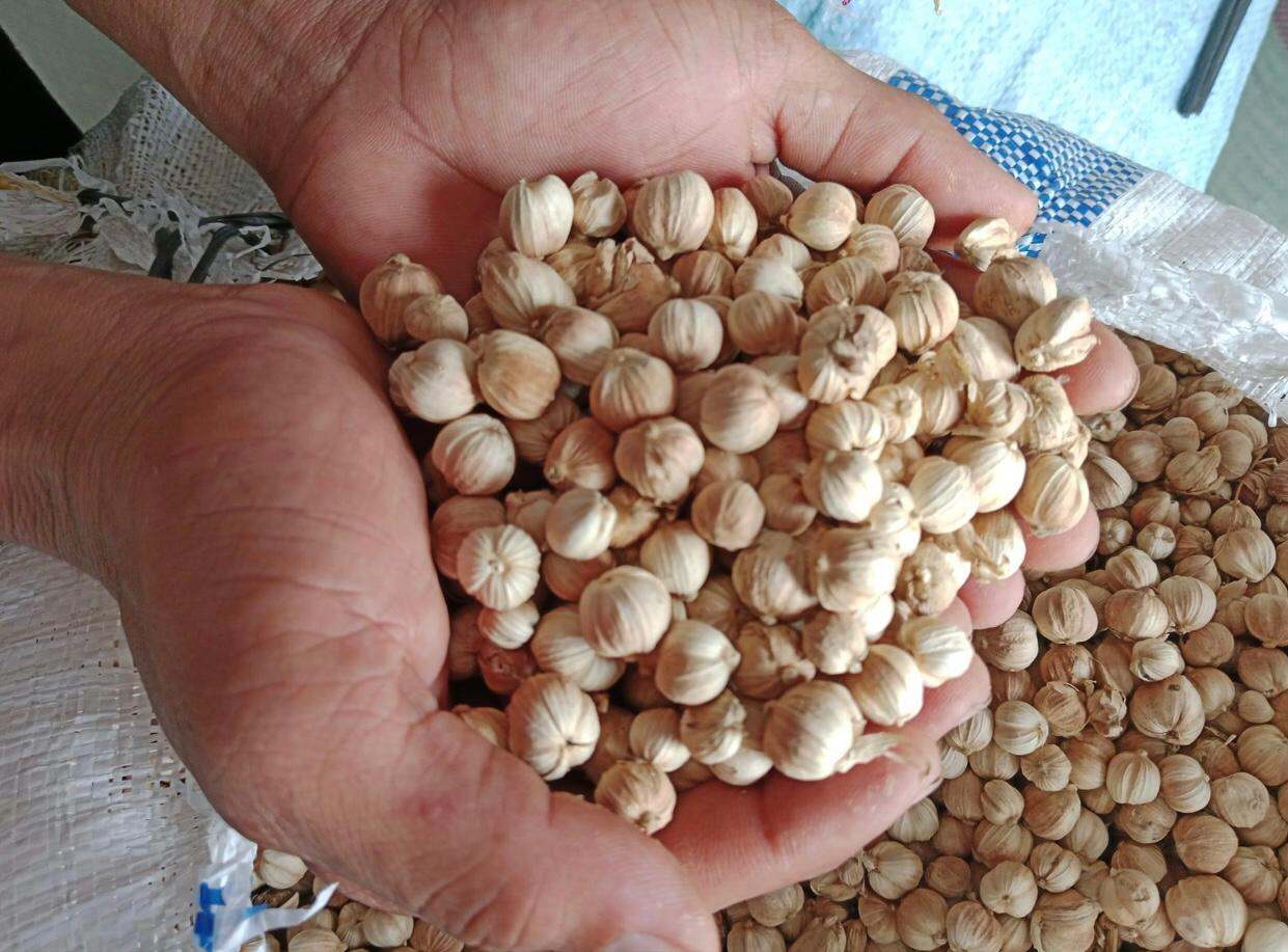 KAPULAGA JAWA/ KAPOL/ KAPULOGO PREMIUM 1 KG | Lazada Indonesia