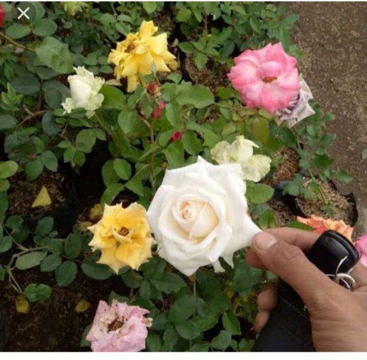 10mix bibit bunga mawar jenis warnanya campur siap ditanam dipekarangan ...