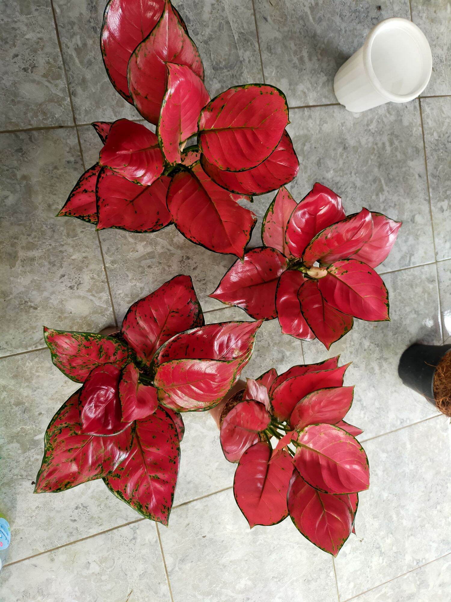 aglo super red anja | Lazada Indonesia