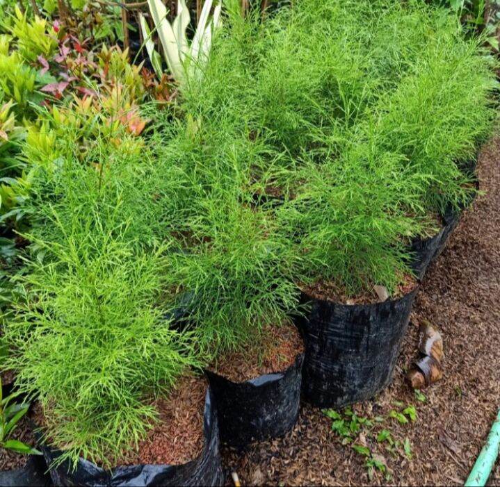 pohon cemara balon | Lazada Indonesia