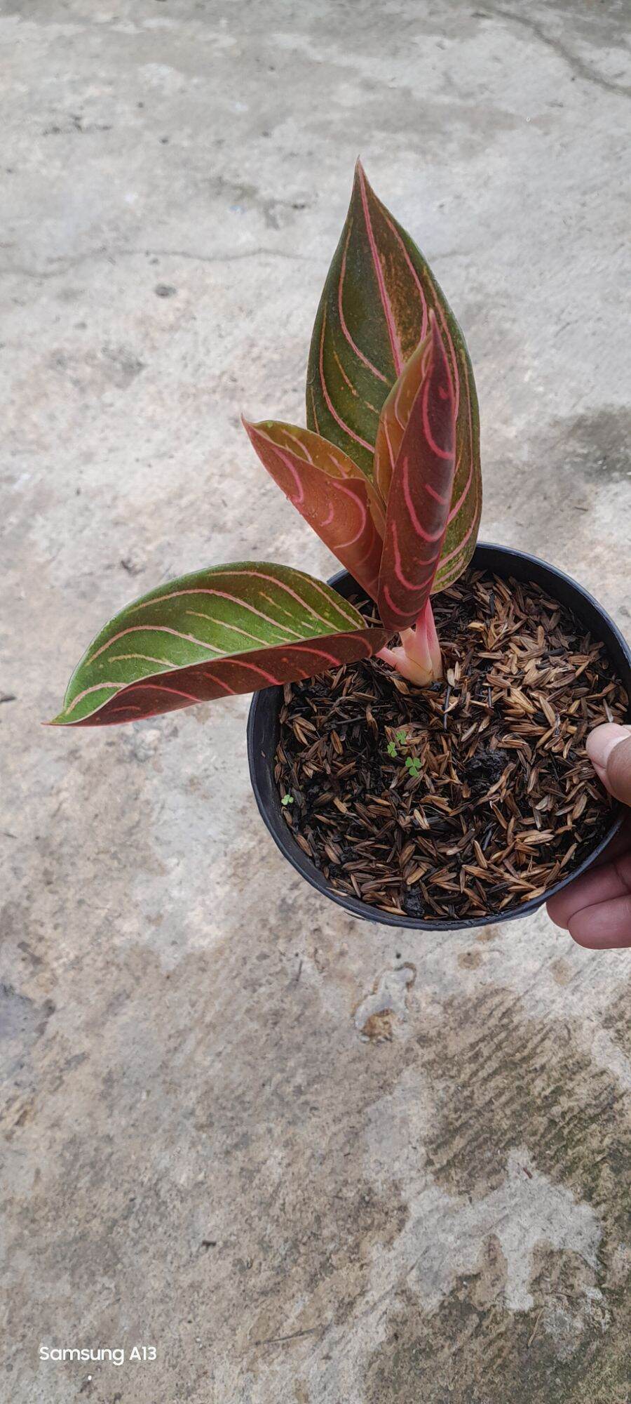 Aglonema POS/Red Sumatra/Redsum (Daun 4) (1) | Lazada Indonesia