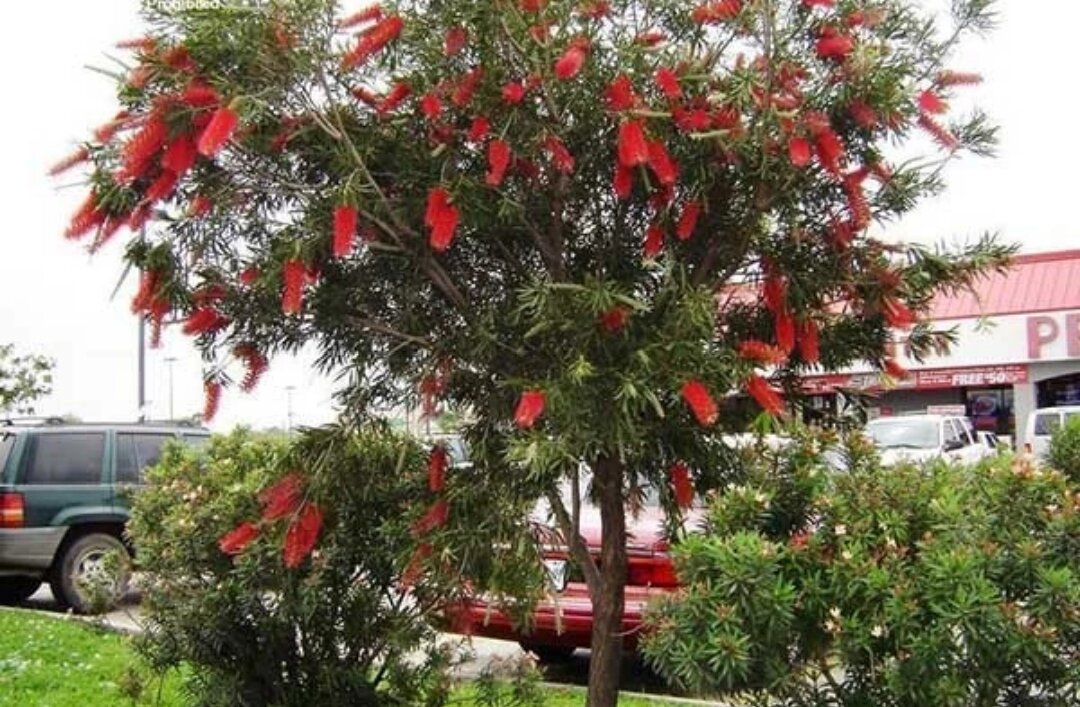 Tanaman Bunga Sikat Botol / Pohon Callistemon Merah | Lazada Indonesia