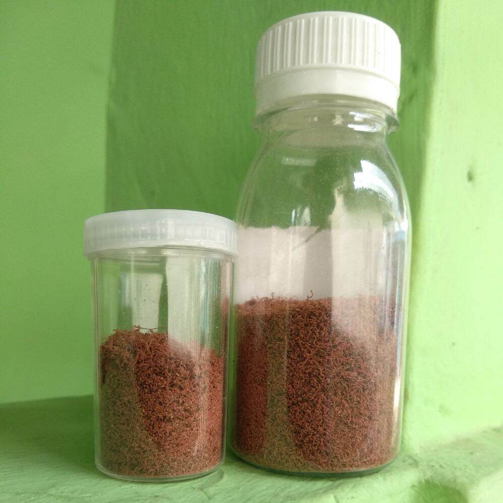 Cacing sutera kering merah pakan ikan | cacing kering | casut kering ...