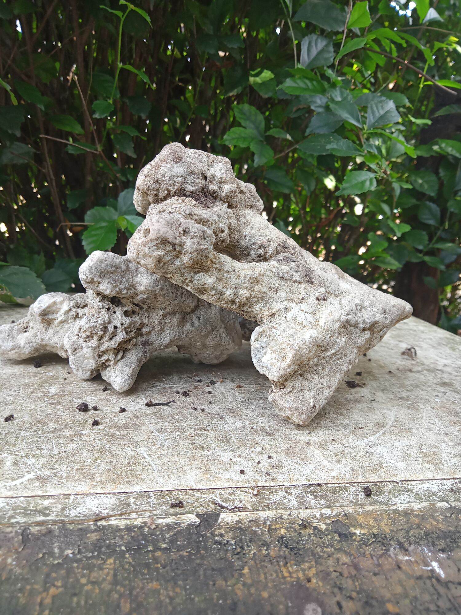 BATU KARANG LAUT 1 kg aquascape | Lazada Indonesia