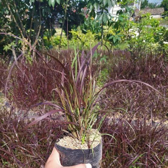 tanaman hias rumput ekor kuda merah | Lazada Indonesia