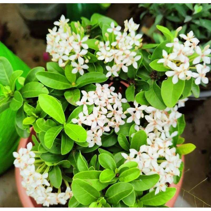 [ BISA COD] Tanaman hias bunga asoka jambon bunga putih / bunga soka ...