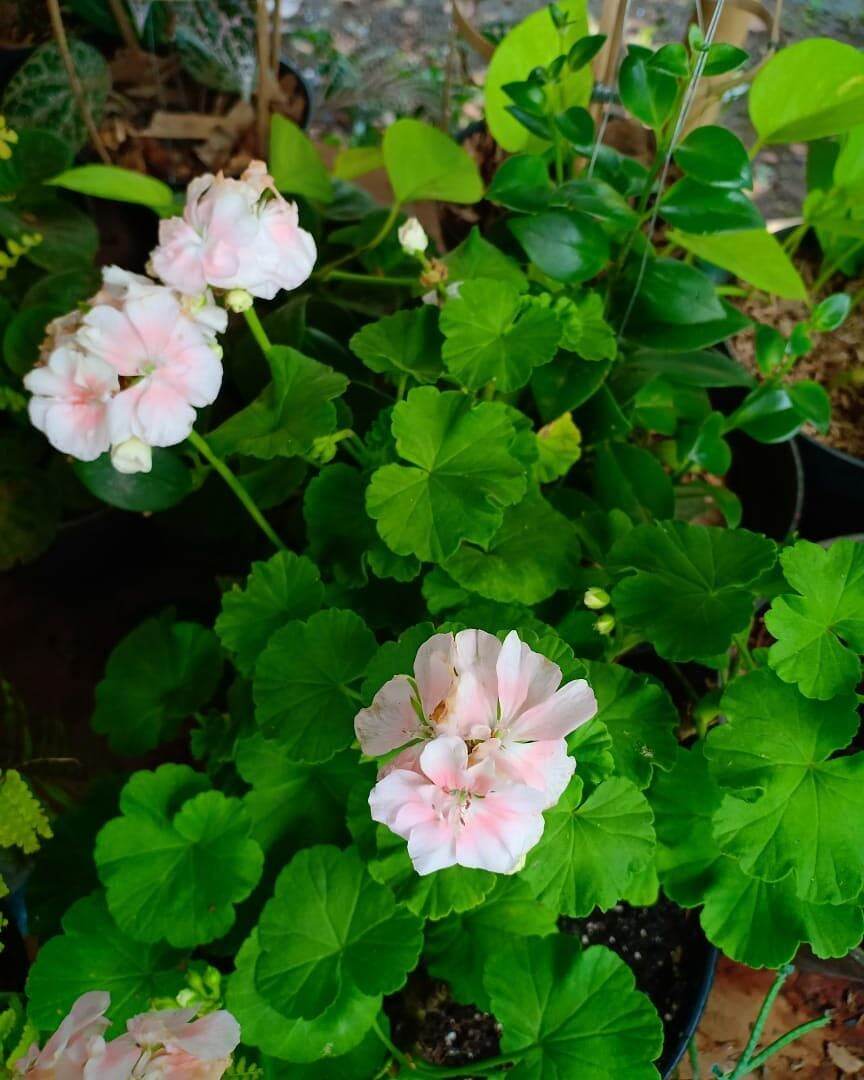 TANAMAN HIDUP | Bunga Geranium ( ready 3 warna ) | Lazada Indonesia