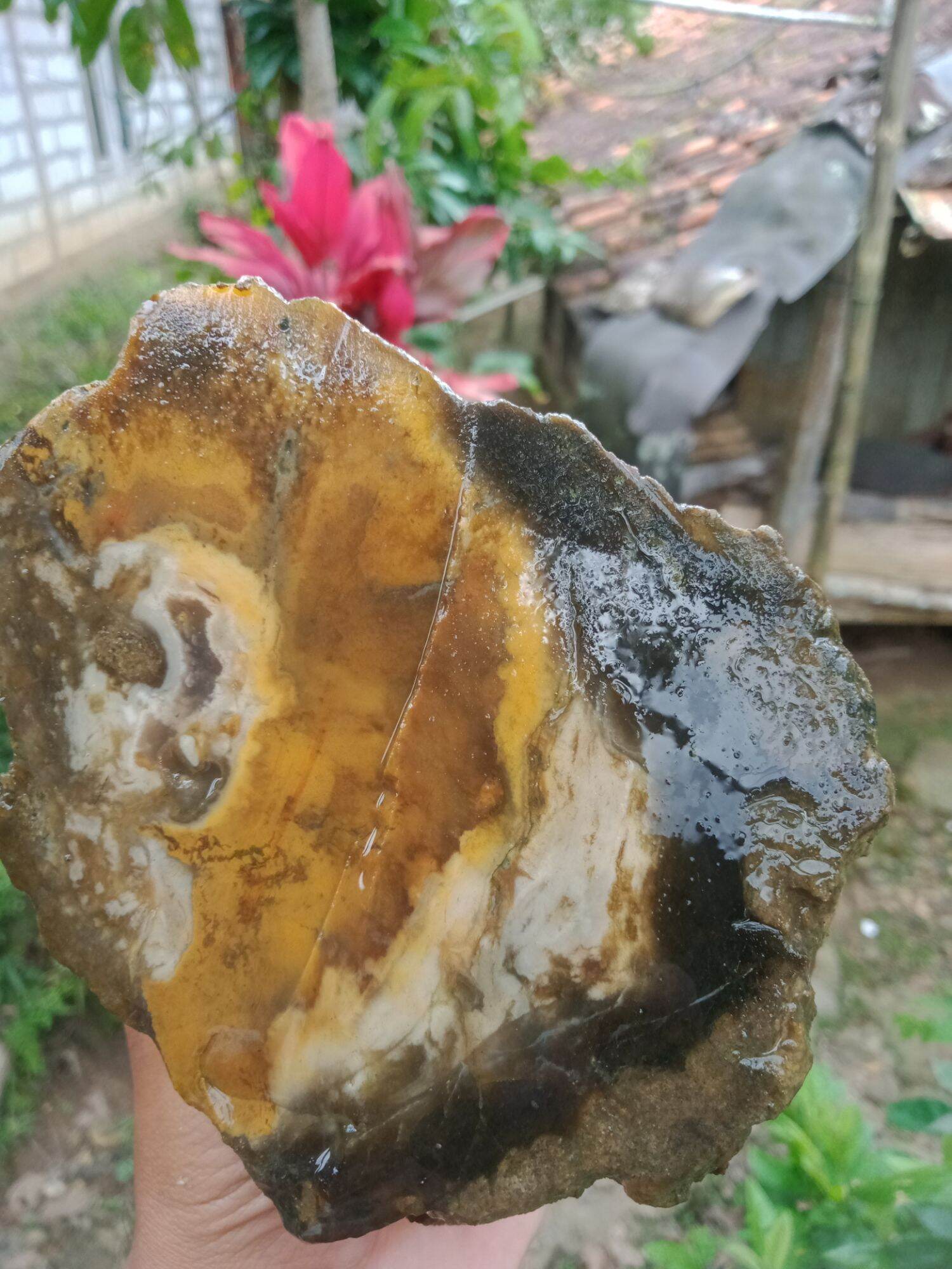 FOSIL KAYU BERMOTIF KRISTAL UNIK 2KG | Lazada Indonesia