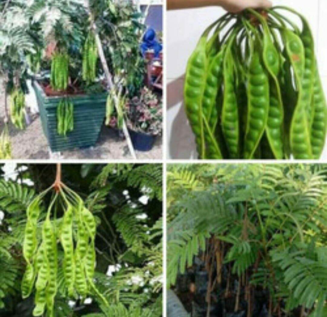 Bibit pete gobang/pete besar/pete sayur bibit petai okulasi | Lazada ...