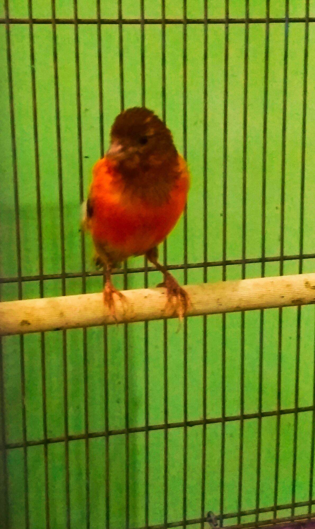 kenari Klasik siap produk | Lazada Indonesia