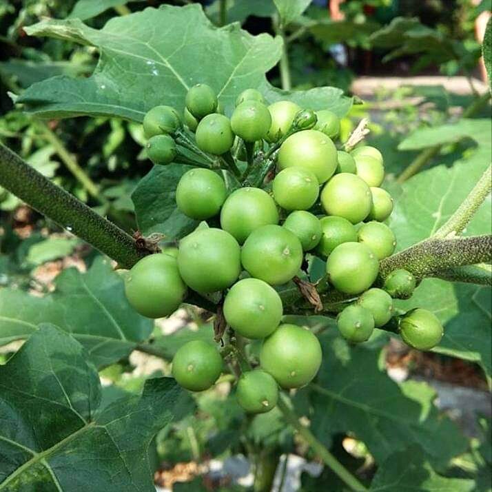 Buah Takokak/Cepokak Segar (250 Gram) | Lazada Indonesia