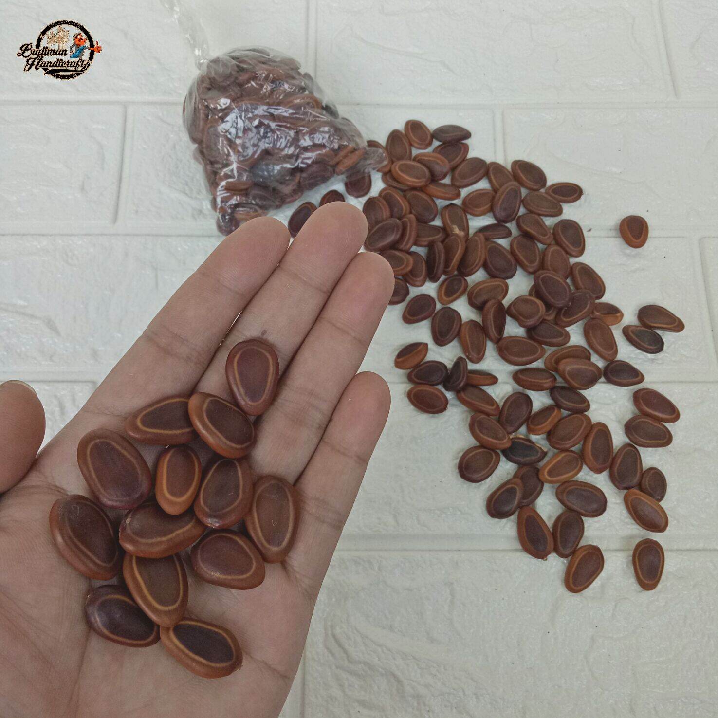 Biji Sengon Buto isi 100 Butir | Lazada Indonesia