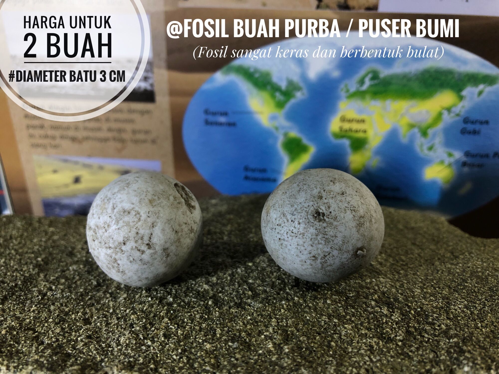 Fosil Buah Purba G7 atau Batu Puser Bumi atau Batu Gono atau Batu ...