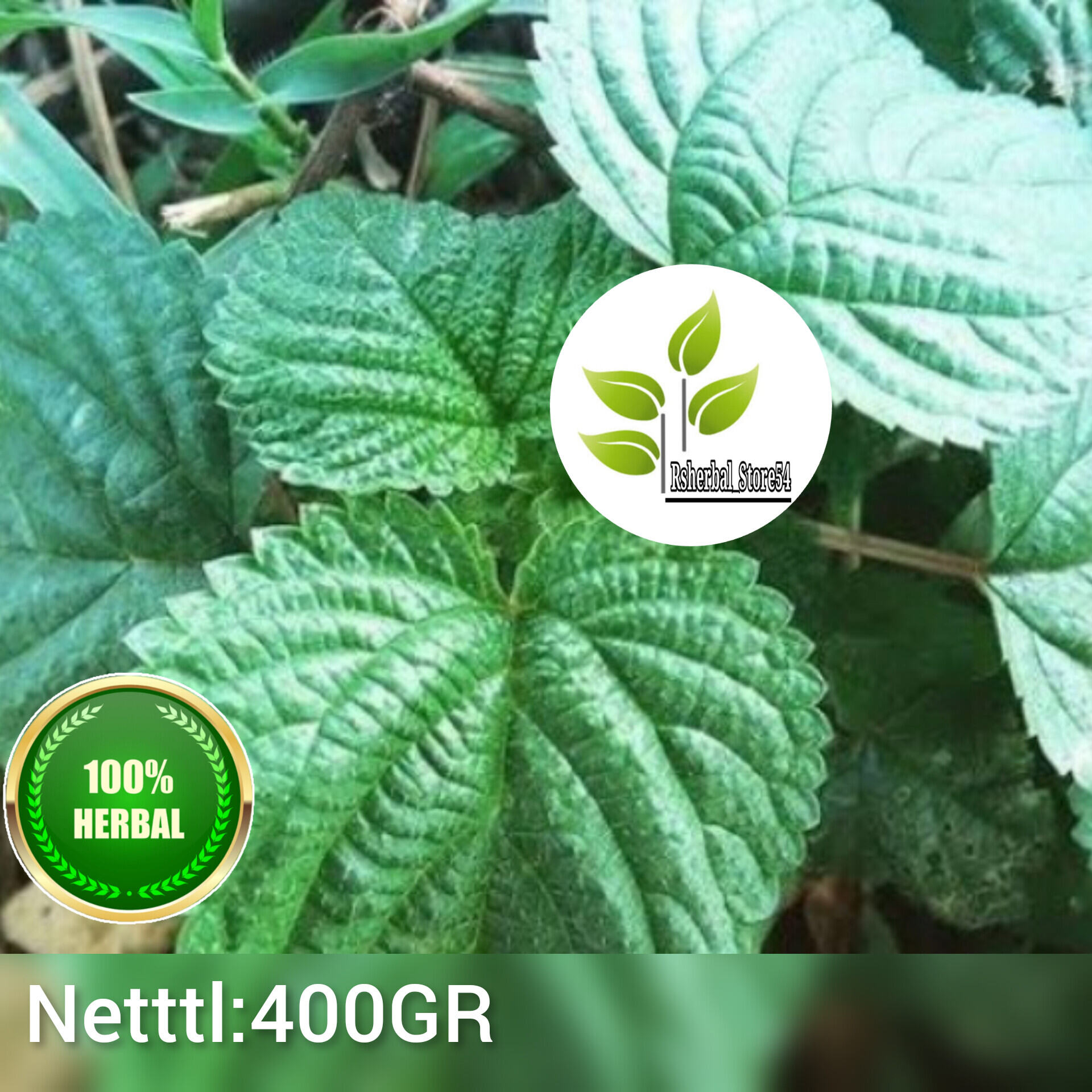 Daun jelatang daun gatal-gatal segar tau daun pulus 400gram | Lazada ...