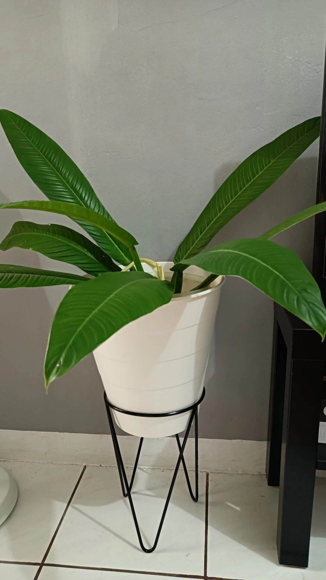 DUDUKAN POT BESI, STANDING POT BUNGA | Lazada Indonesia