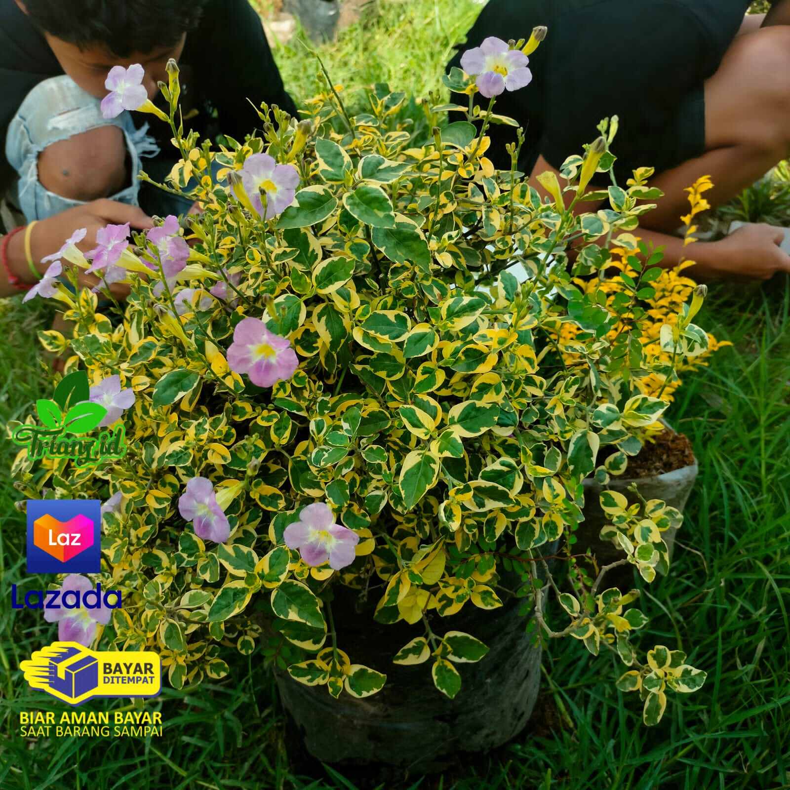 tanaman hias teronia variegata | Lazada Indonesia