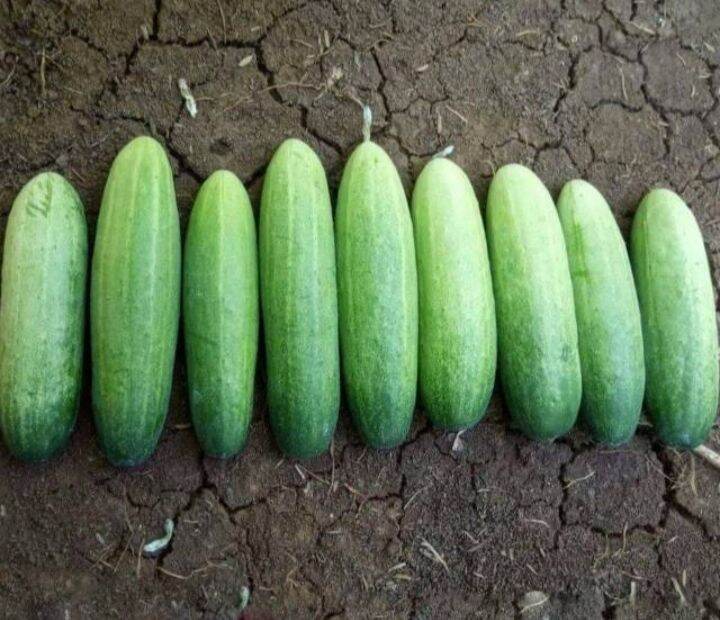 timun baby / timun 1kg | Lazada Indonesia