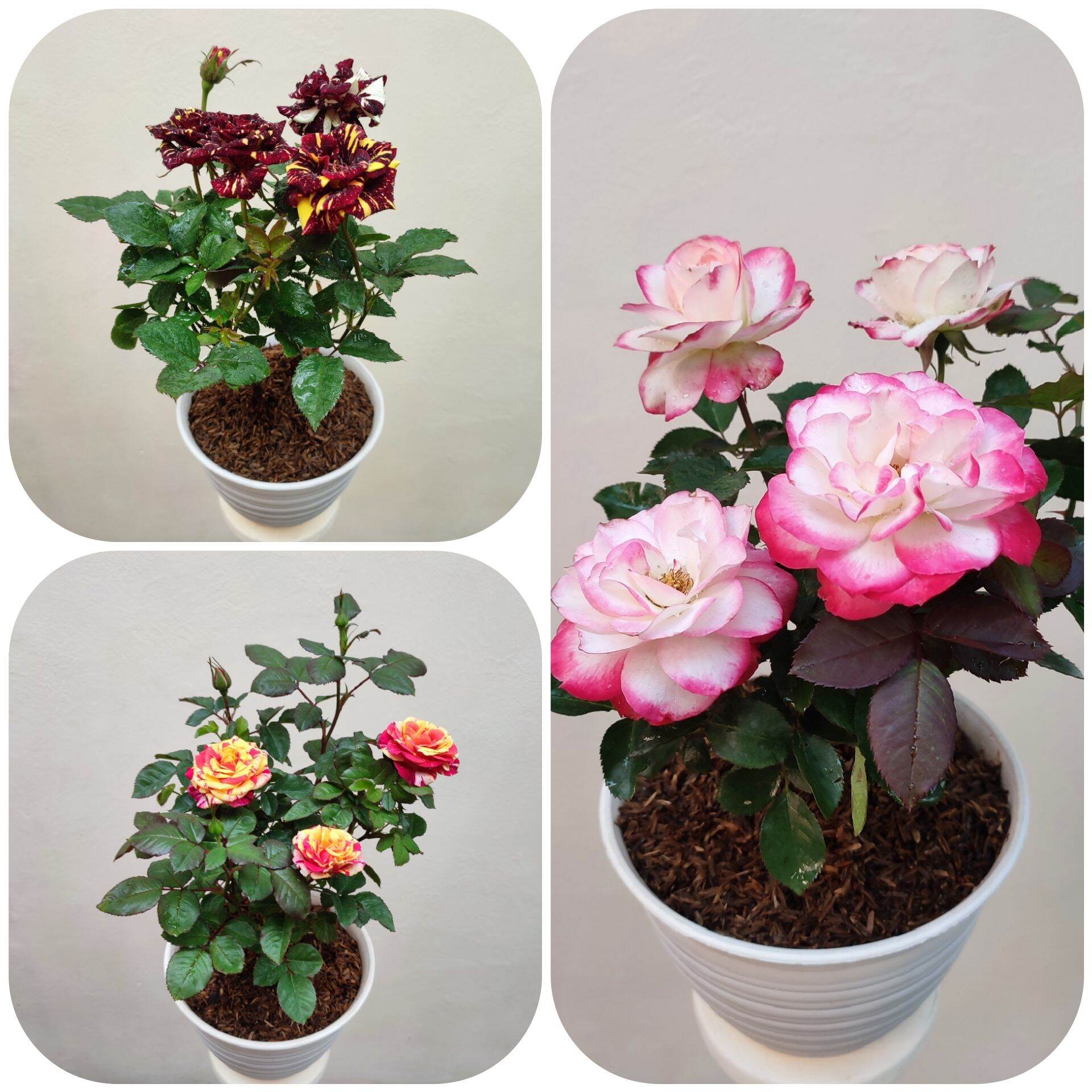 1 Paket ( 3 WARNA ) Bunga mawar Batik | Lazada Indonesia