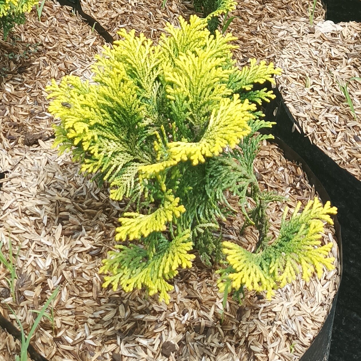 CEMARA Inoki Kuning - Tanaman Hias | Lazada Indonesia