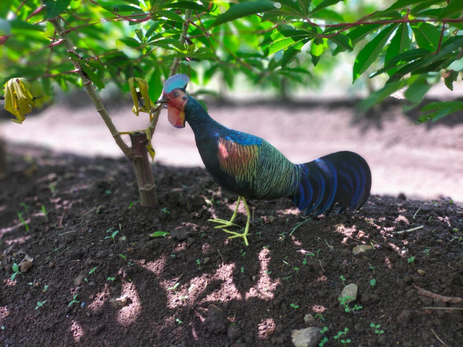 Pikat Ayam Hutan Hijau