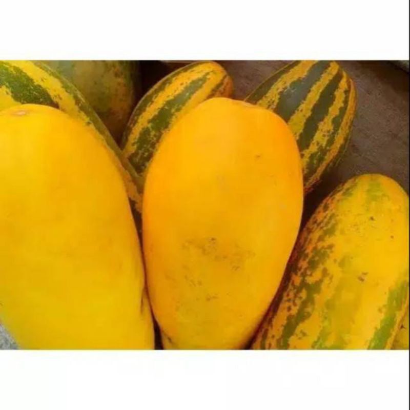 Buah Timun emas Timun suri 1kg | Lazada Indonesia