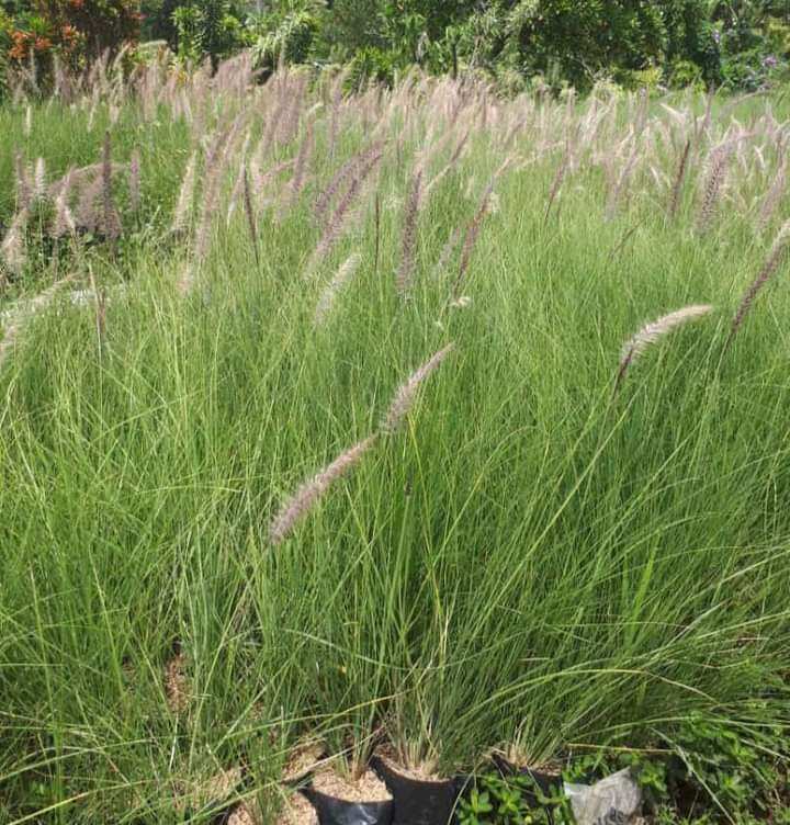 Tanaman hias rumput ekor kuda tanaman perdu tanaman semak landscape ...