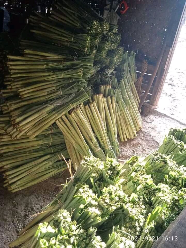 tebu telor /terubuk/ tiwu endog | Lazada Indonesia