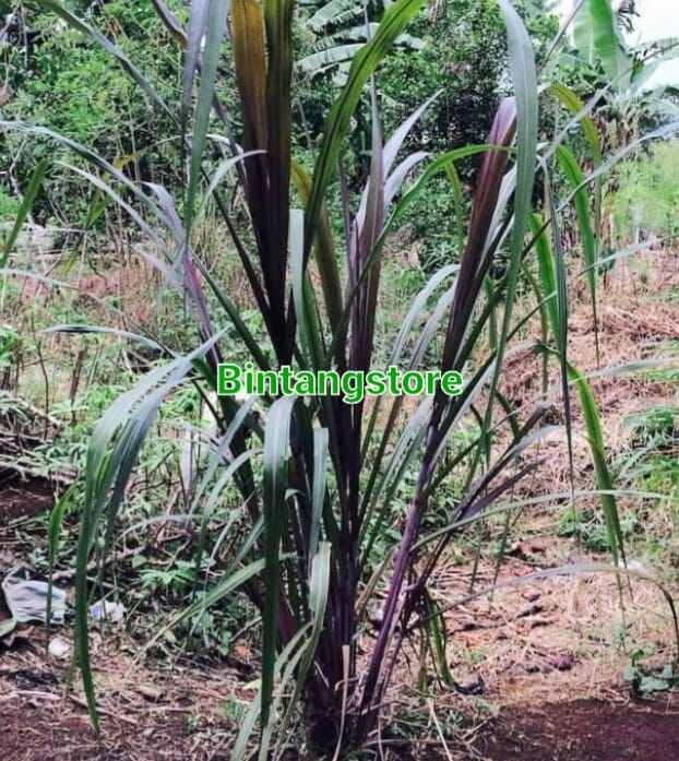 Daun tebu hitam tebu wulung tebu Ireng sgar 250 gram | Lazada Indonesia