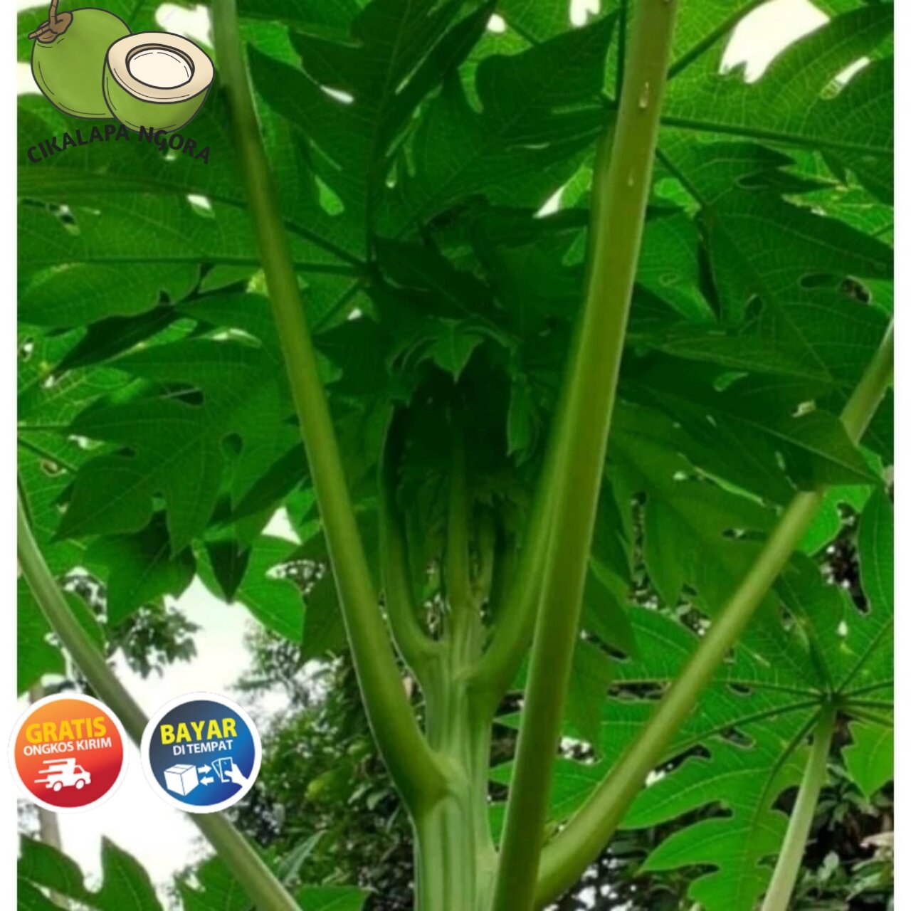 DAUN PEPAYA SEGAR 1 KG OBAT TRADISIONAL | Lazada Indonesia
