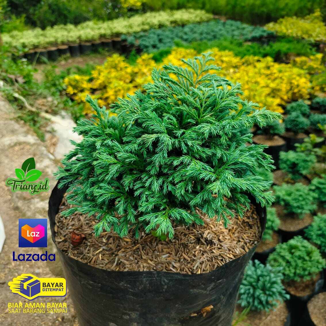 bibit pohon cemara perak rimbun | Lazada Indonesia