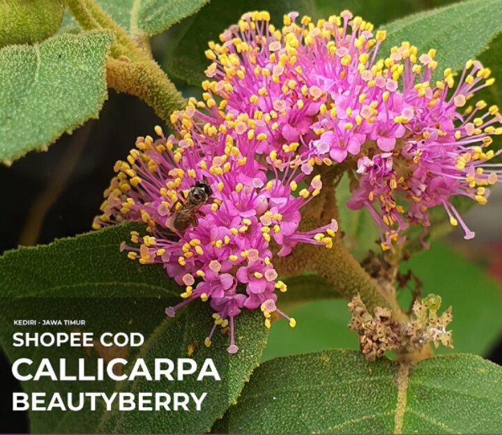 bunga pakan lebah kelulut bunga beauty berry | Lazada Indonesia