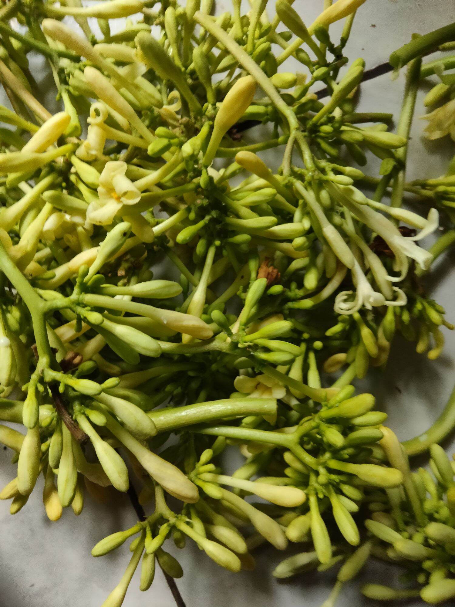 bunga pepaya gantung segar 250 gram | Lazada Indonesia