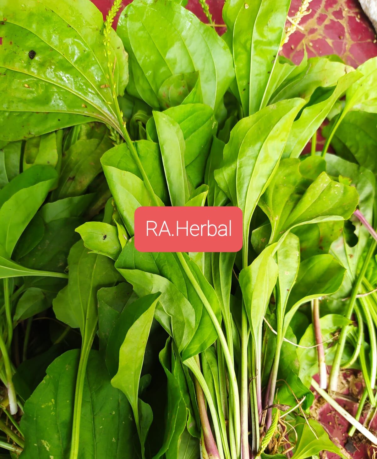 daun sendok ki urat obat herbal pres 600 gram | Lazada Indonesia